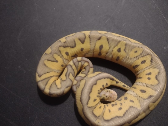Killer Clown Ball Python by Kandi's Balls