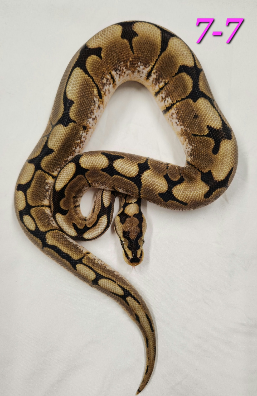 Spider Ball Python by Kandi's Balls - MorphMarket