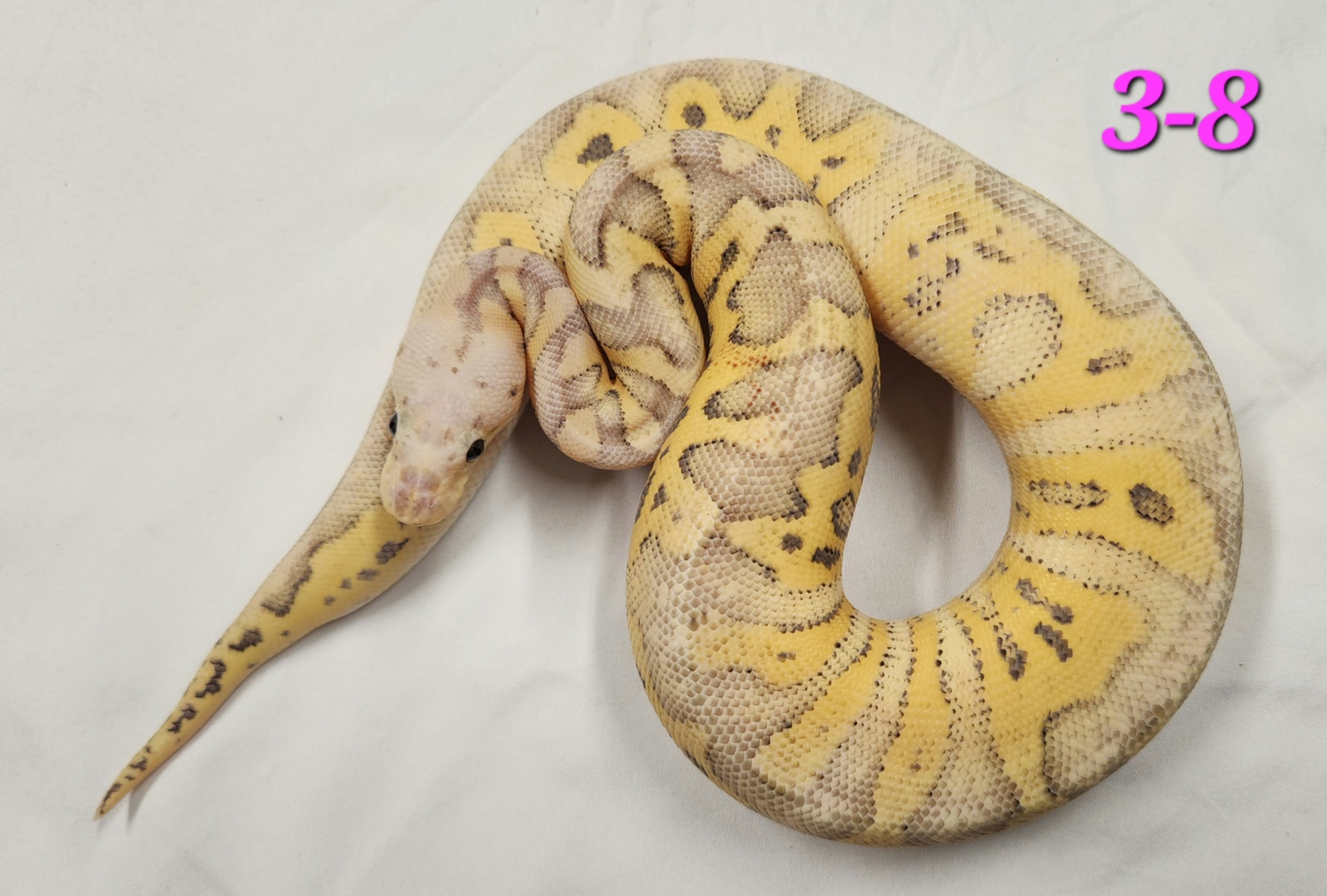 Superfly Clown Ball Python by Kandi's Balls - MorphMarket