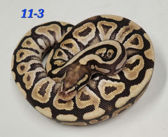 Mojave Spotnose Ball Python by Kandi's Balls