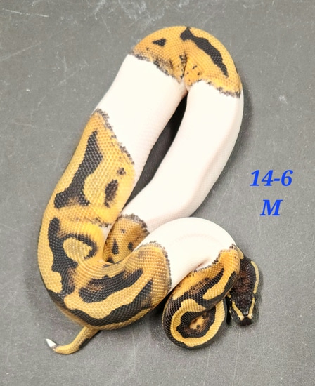 Pied Ball Python by Kandi's Balls