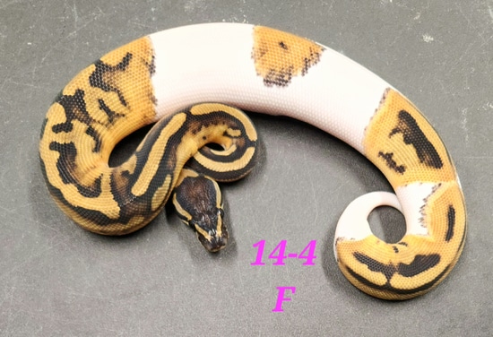 Pied Ball Python by Kandi's Balls