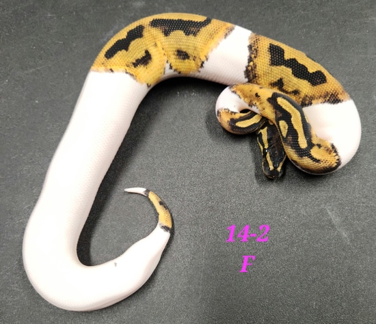 Pied Ball Python by Kandi's Balls