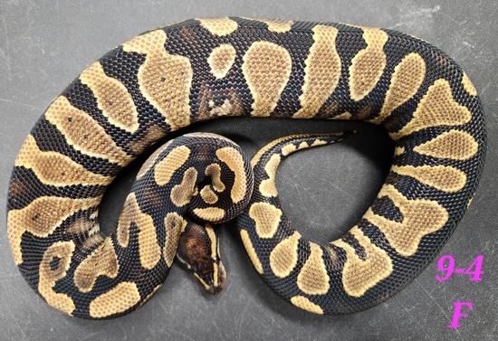 Gravel Ball Python by Kandi's Balls