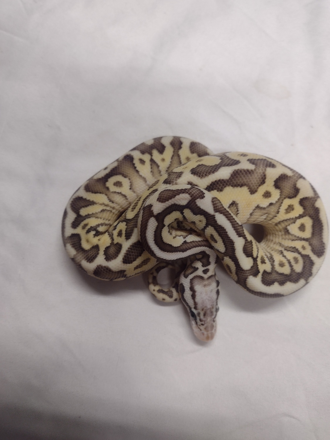 Spotnose Lesser Pastel Het Clown Ball Python by Kandi's Balls - MorphMarket