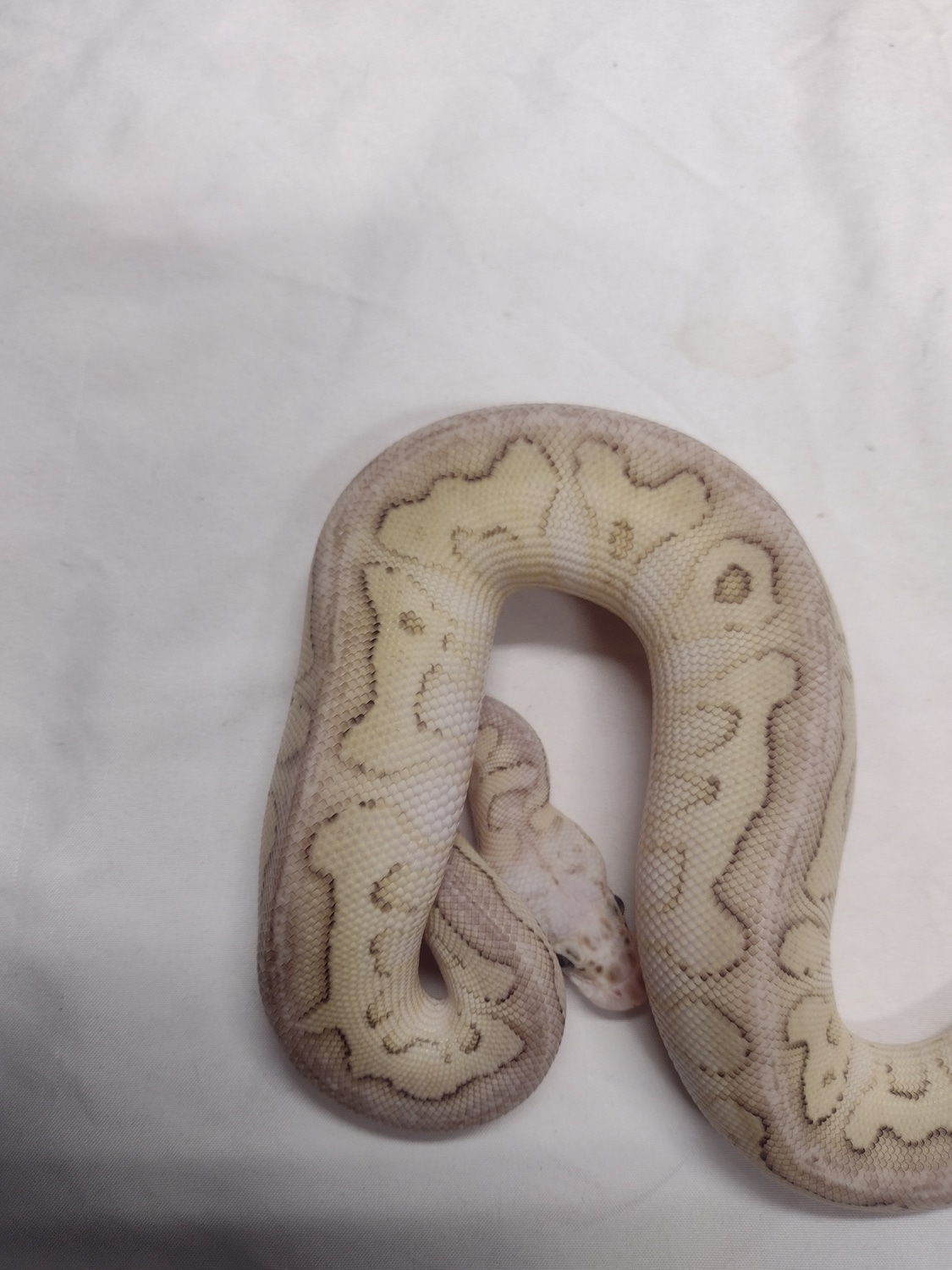 Spotnose Pastel Lesser Clown Ball Python by Kandi's Balls - MorphMarket
