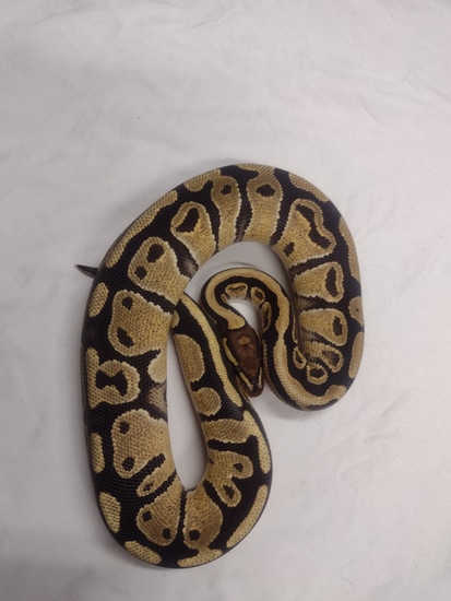 Special 100% Het Clown Ball Python by Kandi's Balls