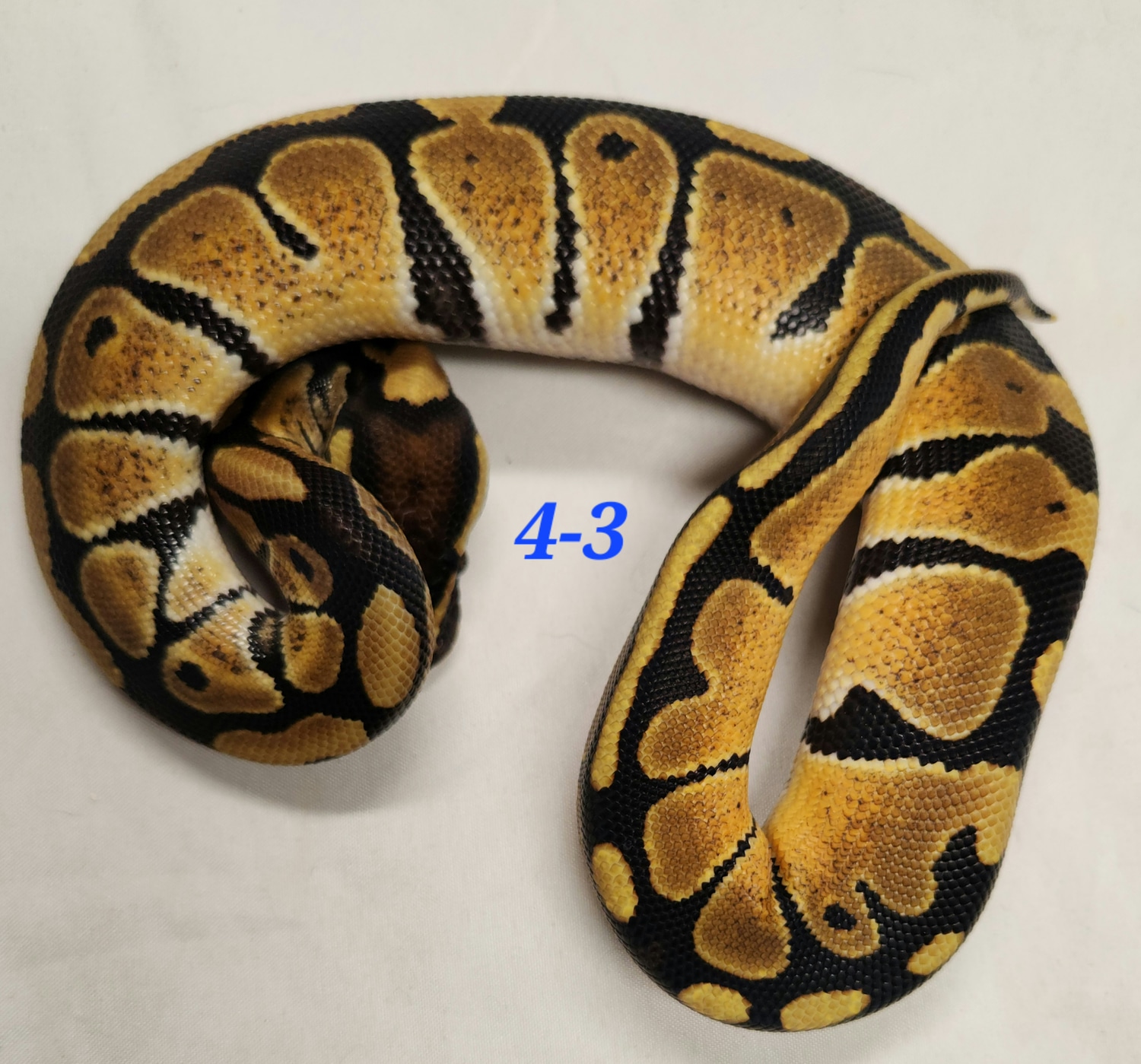 Double Het Lavendar Albino Tri Stripe Ball Python by Kandi's Balls ...