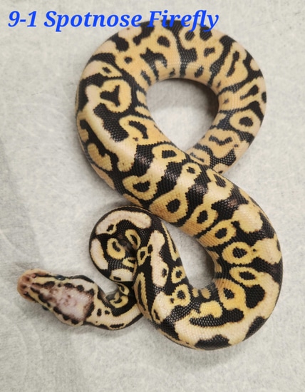 Spotnose Firefly Ball Python by Kandi's Balls