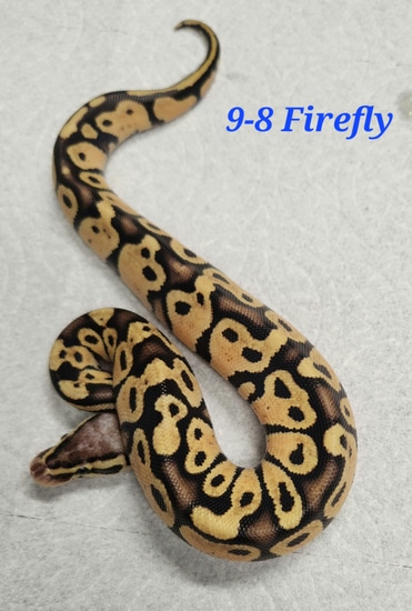 Firefly Ball Python by Kandi's Balls