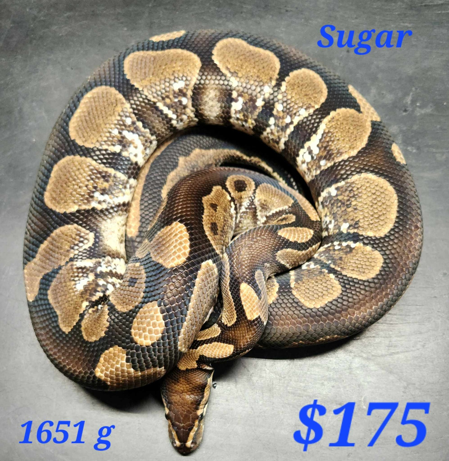 Prooven Breeder Male Sugar Ball Python by Kandi's Balls - MorphMarket