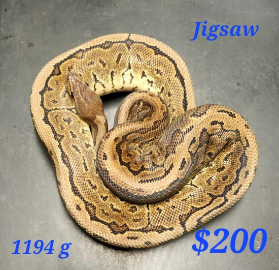 Jigsaw Ball Python by Kandi's Balls