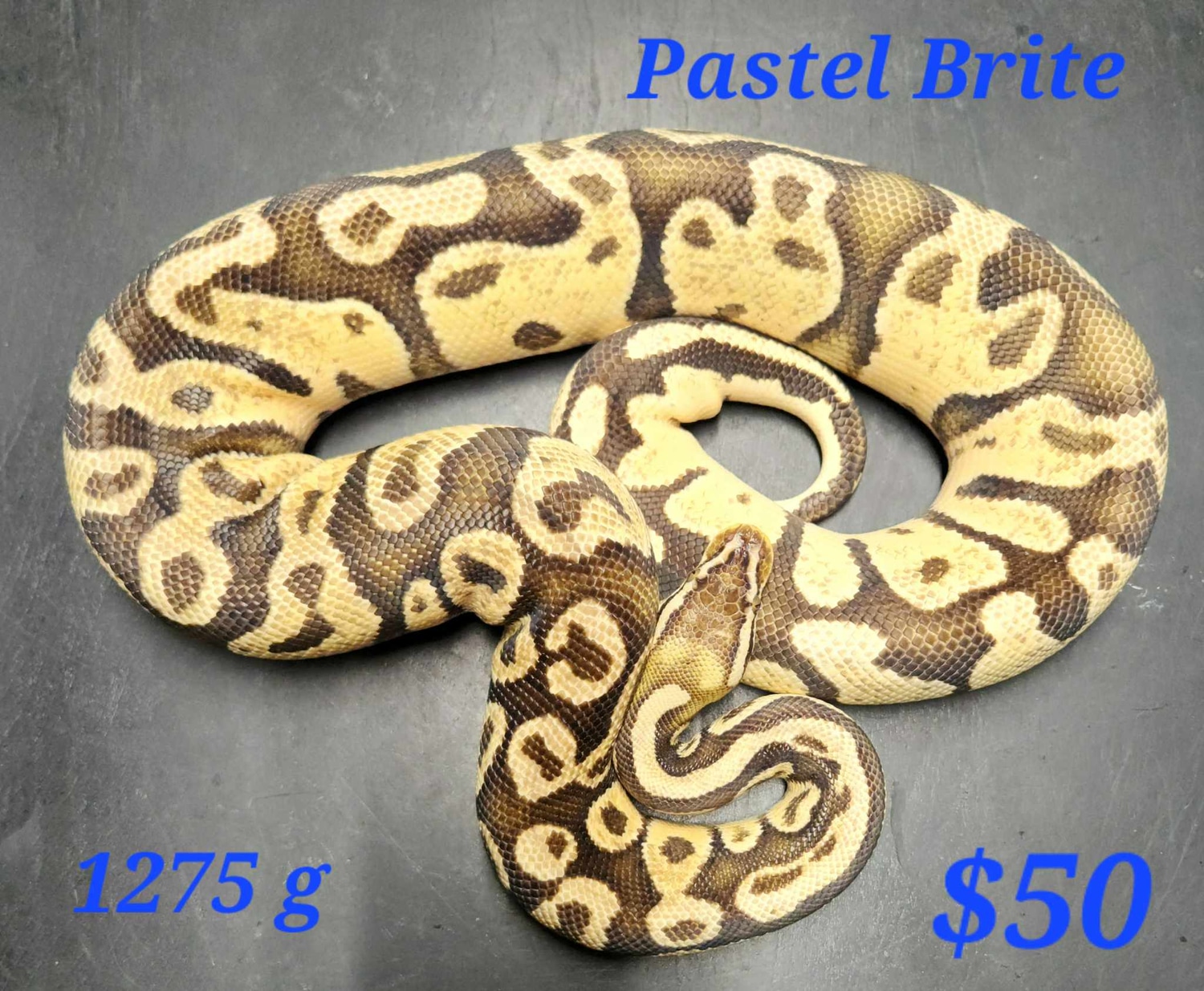 Pastel Brite Ball Python by Kandi's Balls - MorphMarket