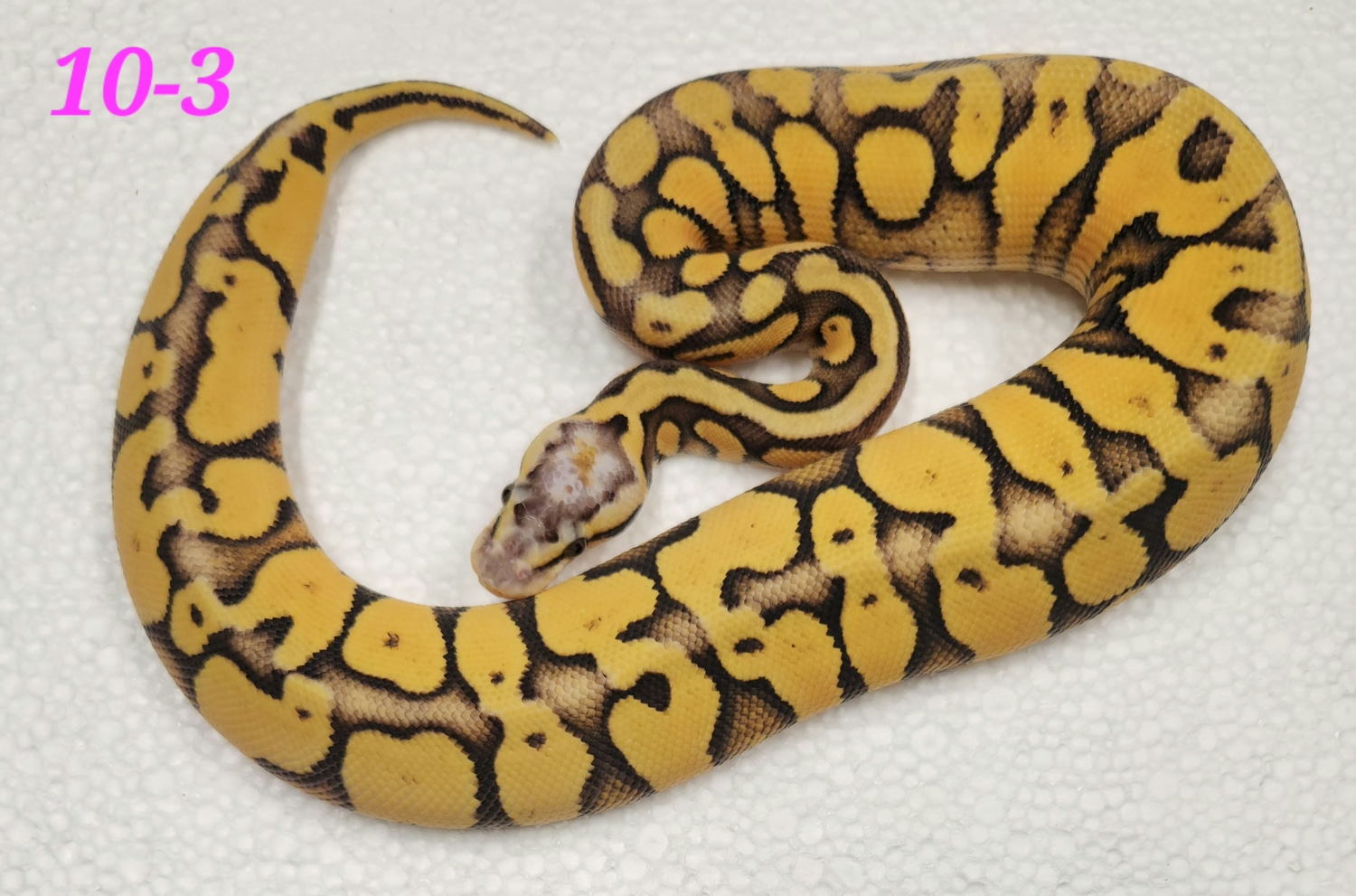 **Guaranteed** Super Pastel Gravel Ball Python by Kandi's Balls ...