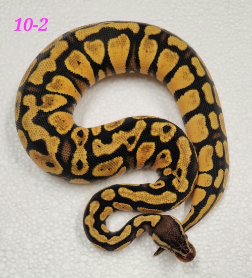 **Guaranteed** Pastel Gravel Ball Python by Kandi's Balls