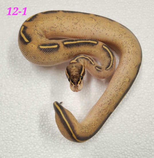 Highway Ball Python by Kandi's Balls