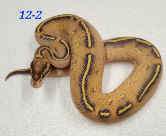 Highway Ball Python by Kandi's Balls