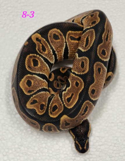 Blackhead Ball Python by Kandi's Balls