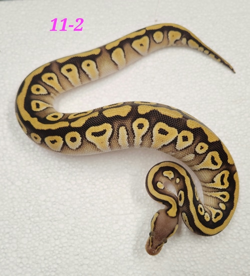 Pastave Het Clown Ball Python by Kandi's Balls