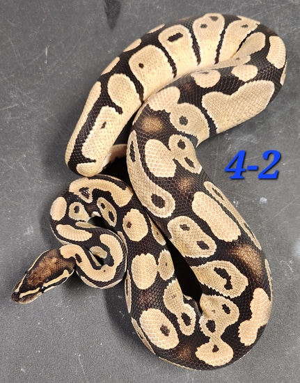Double Het KMR Tri-Stripe/Lavendar Albino Ball Python by Kandi's Balls