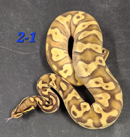 Lemon Pastel Mojave Enchi Het Ghost Ball Python by Kandi's Balls