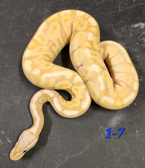 Pastel Banana Ball Python by Kandi's Balls