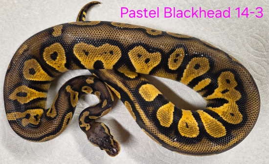 Pastel Blackhead Ball Python by Kandi's Balls
