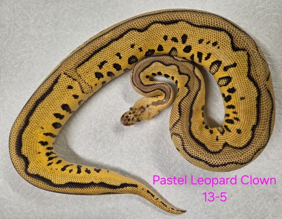 Clown Starter Pack Ball Python by Kandi's Balls
