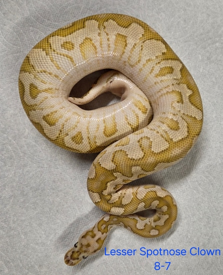 Clowns And Het Package Ball Python by Kandi's Balls