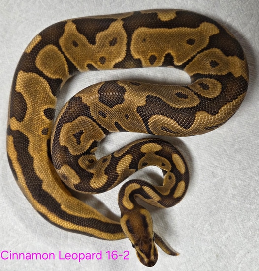 Cinnamon Leopard FREE Shipping Ball Python by Kandi's Balls