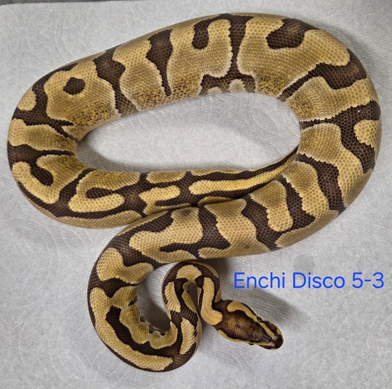 Enchi Disco Ball Python by Kandi's Balls