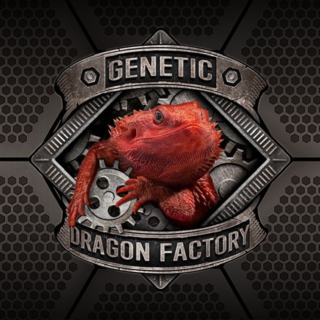 Genetic Dragon Factory's Collection - MorphMarket