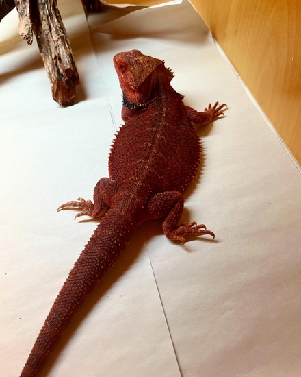 Male Import German Proven Breeder Central Bearded Dragon by Genetic ...