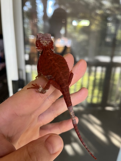 Pure Fire! Pick Of The Clutch! Female Hypo Trans Leatherback Central ...