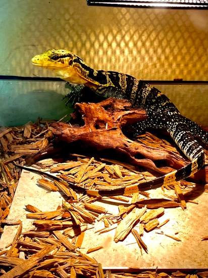 24 Hour Special!!! Female High Contrast Mindanao Cumingi Juvenile Water ...