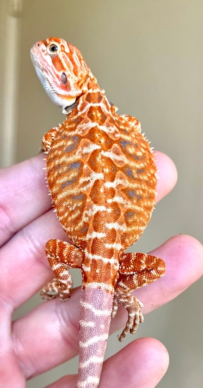 Male Import Lines Leatherback Blue Bar Hypo 50% Het Translucent Central ...