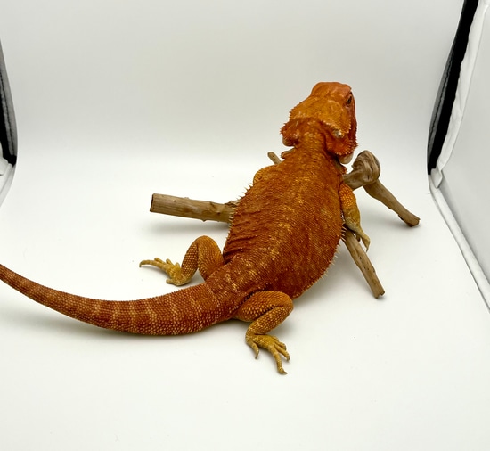 Proven Female German Import Hypo Het Translucent Leatherback Central ...