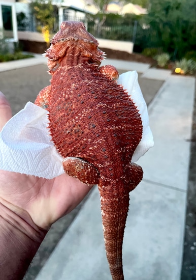 Ready To Breed Female Spanish Import Hypo Het Translucent Central ...