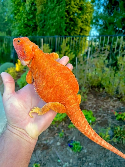 Proven Breeder Female German Import Central Bearded Dragon by Genetic ...