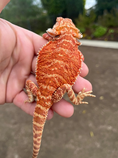 Male German Import Line Hypo Het Translucent T Central Bearded Dragon ...