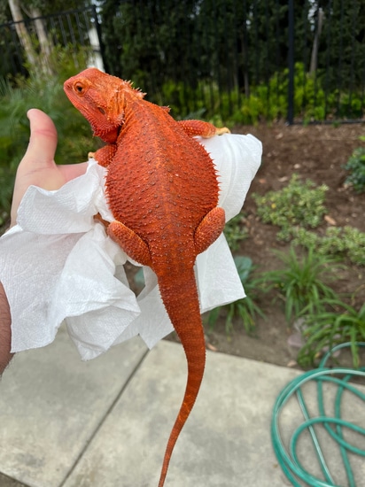 Adult Female Import Spanish Hypo Translucent Central Bearded Dragon by ...