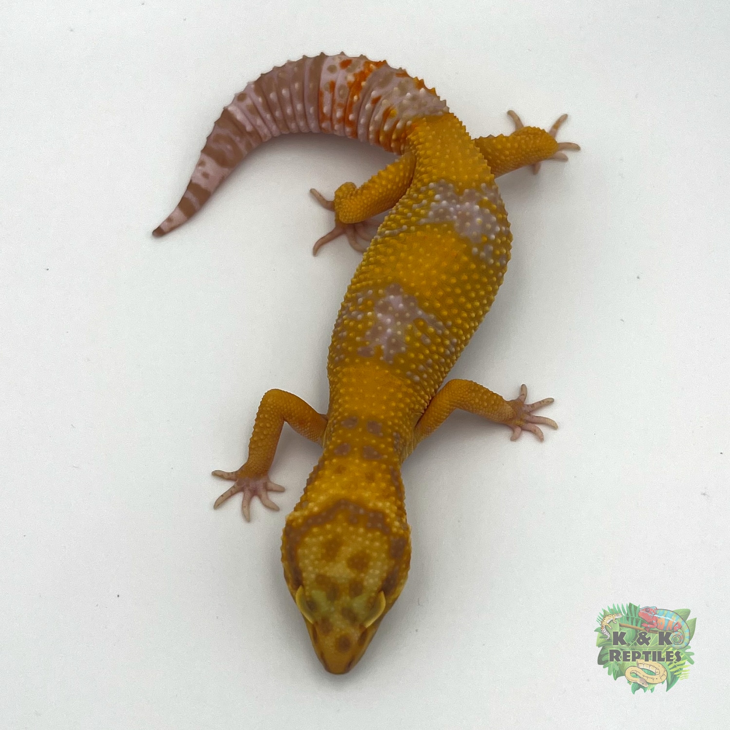Tremper Inferno Pacific Green Tangerine Leopard Gecko by K & K Reptiles ...