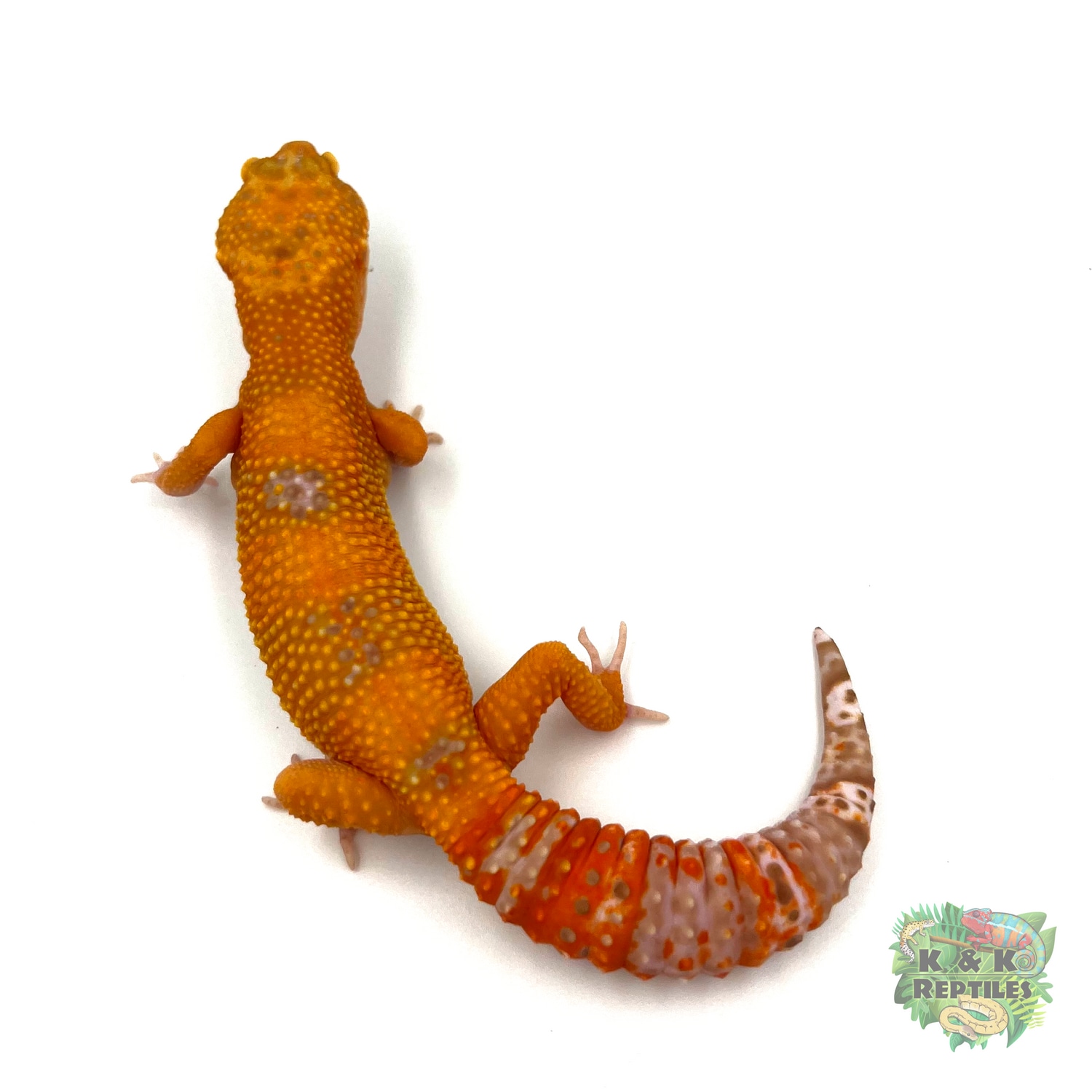 Firewater Leopard Gecko by K & K Reptiles - MorphMarket