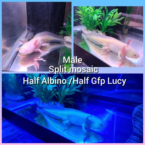 *SOLD* 7" Split Mosaic Axolotl Half Albino Half Gfp Lucy by Boudreaux ...