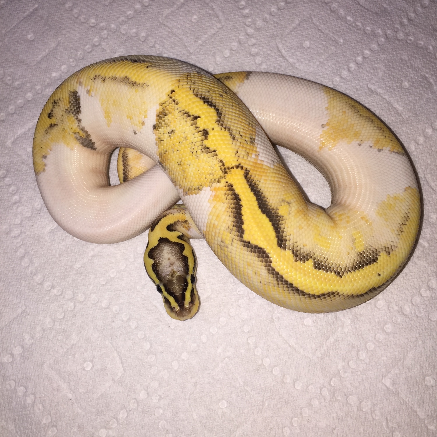 Superfly Pied (664 Grams) Ball Python by Kangas Kritters - MorphMarket