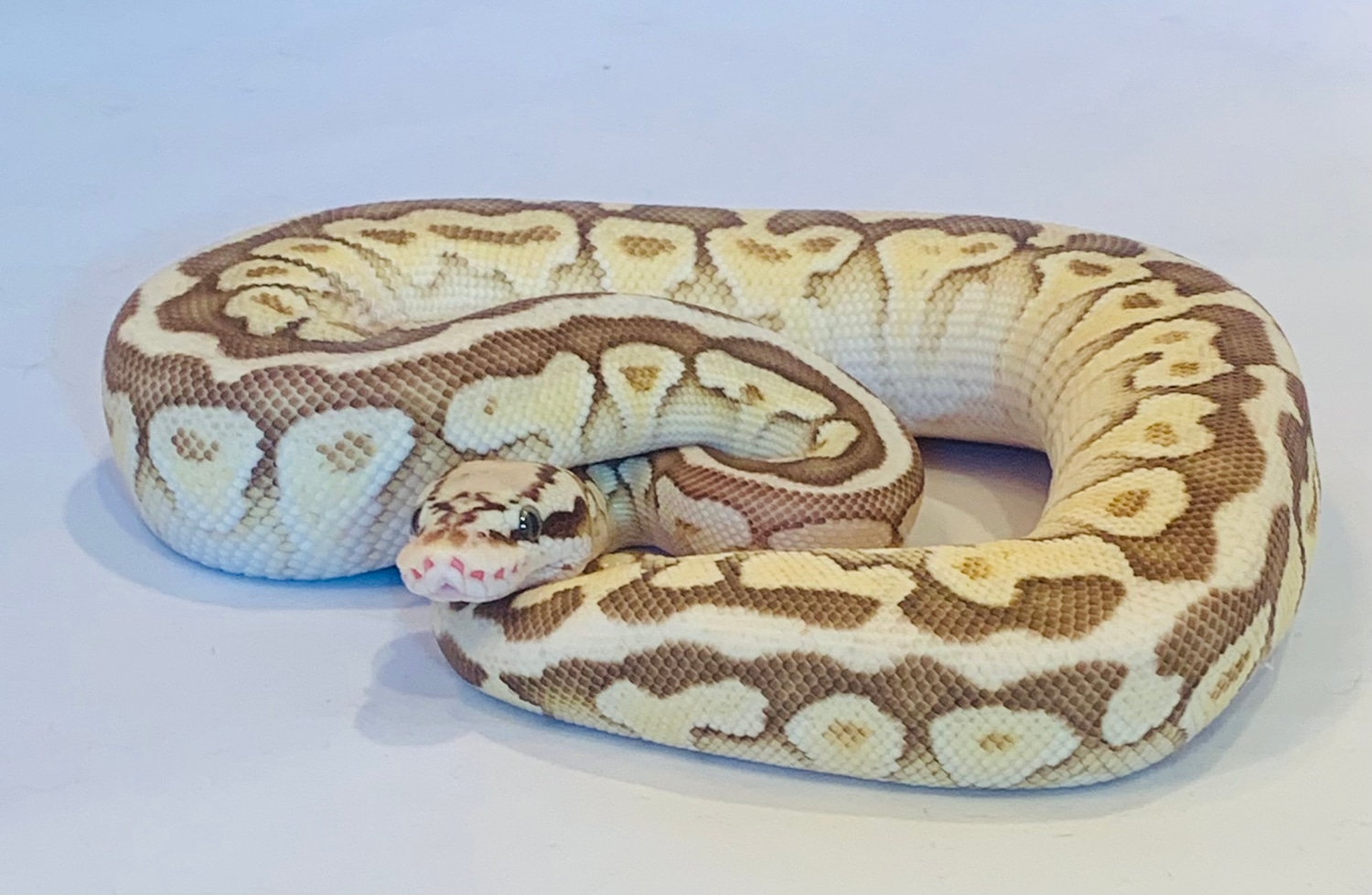 Pastel Lesser Spotnose Het Clown (460 Grams) Ball Python by Kangas ...