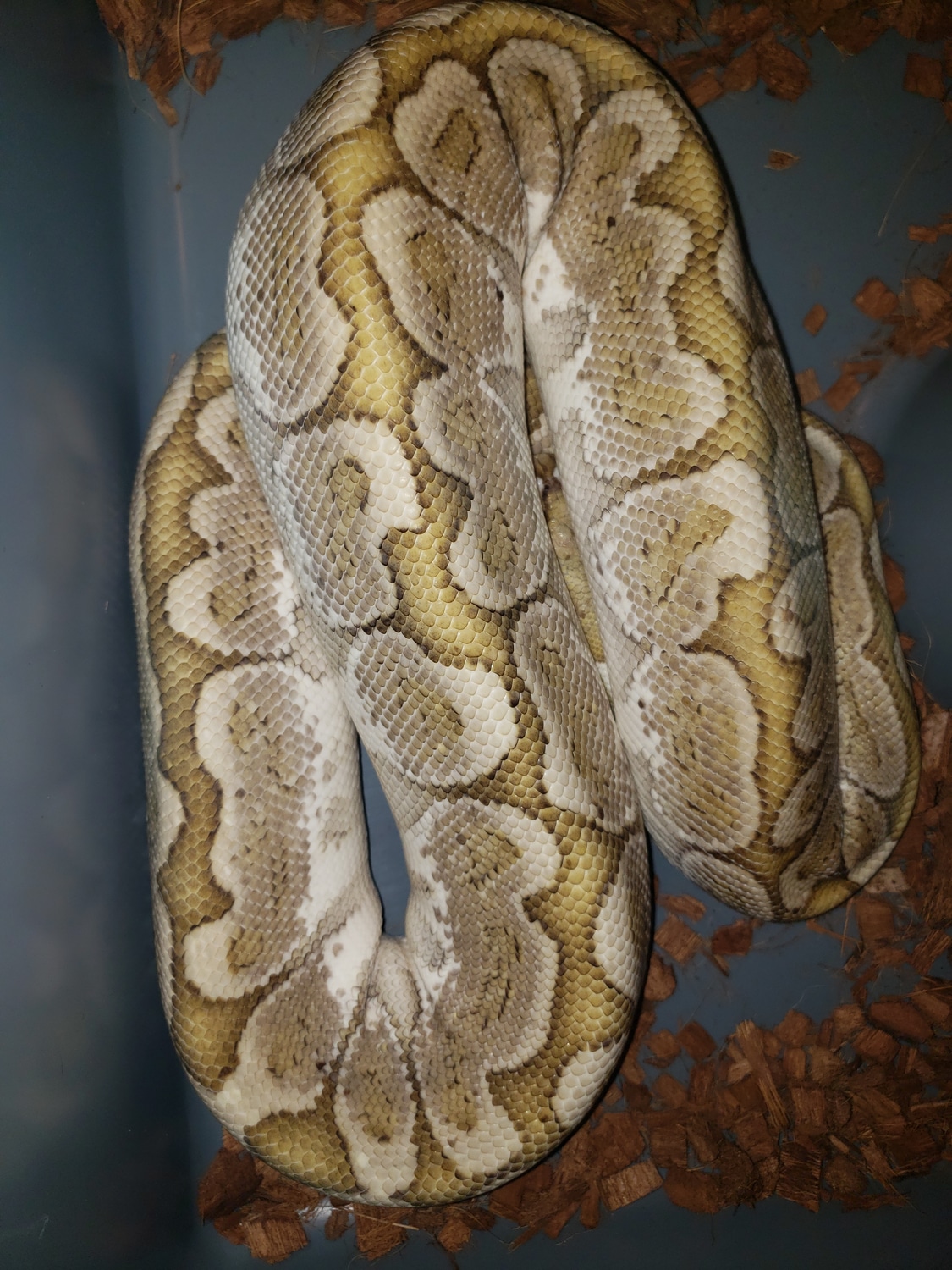 Bamboo 100% Het Clown Ball Python by KC Reptile Lab LLC - MorphMarket