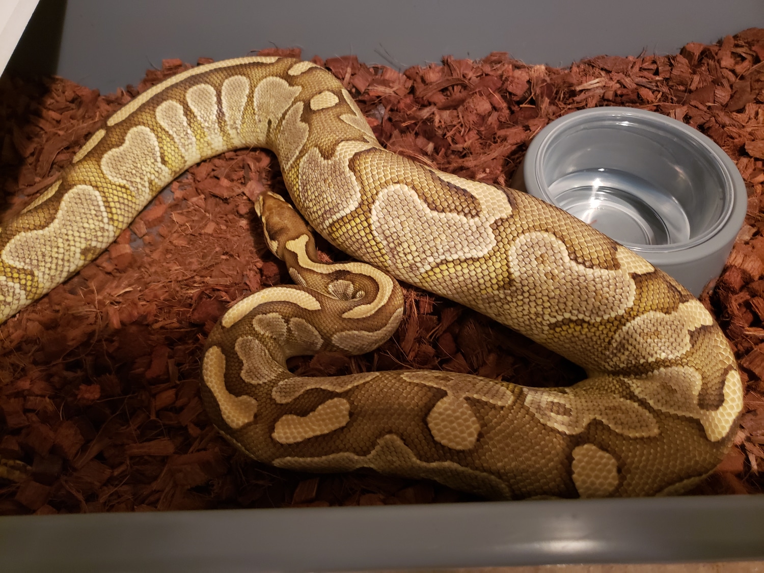 RTB Lesser Het Clown AKA Delta Ball Python by KC Reptile Lab LLC ...