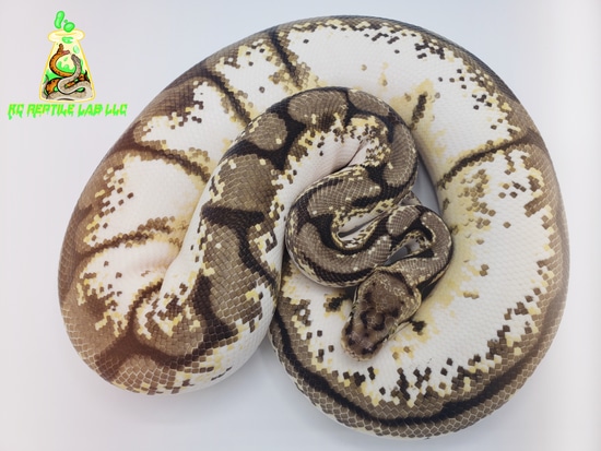 RTB Calibee (Calico Pastel Spider) 🕷 🕸 Poss Yellowbelly/asphalt Ball ...