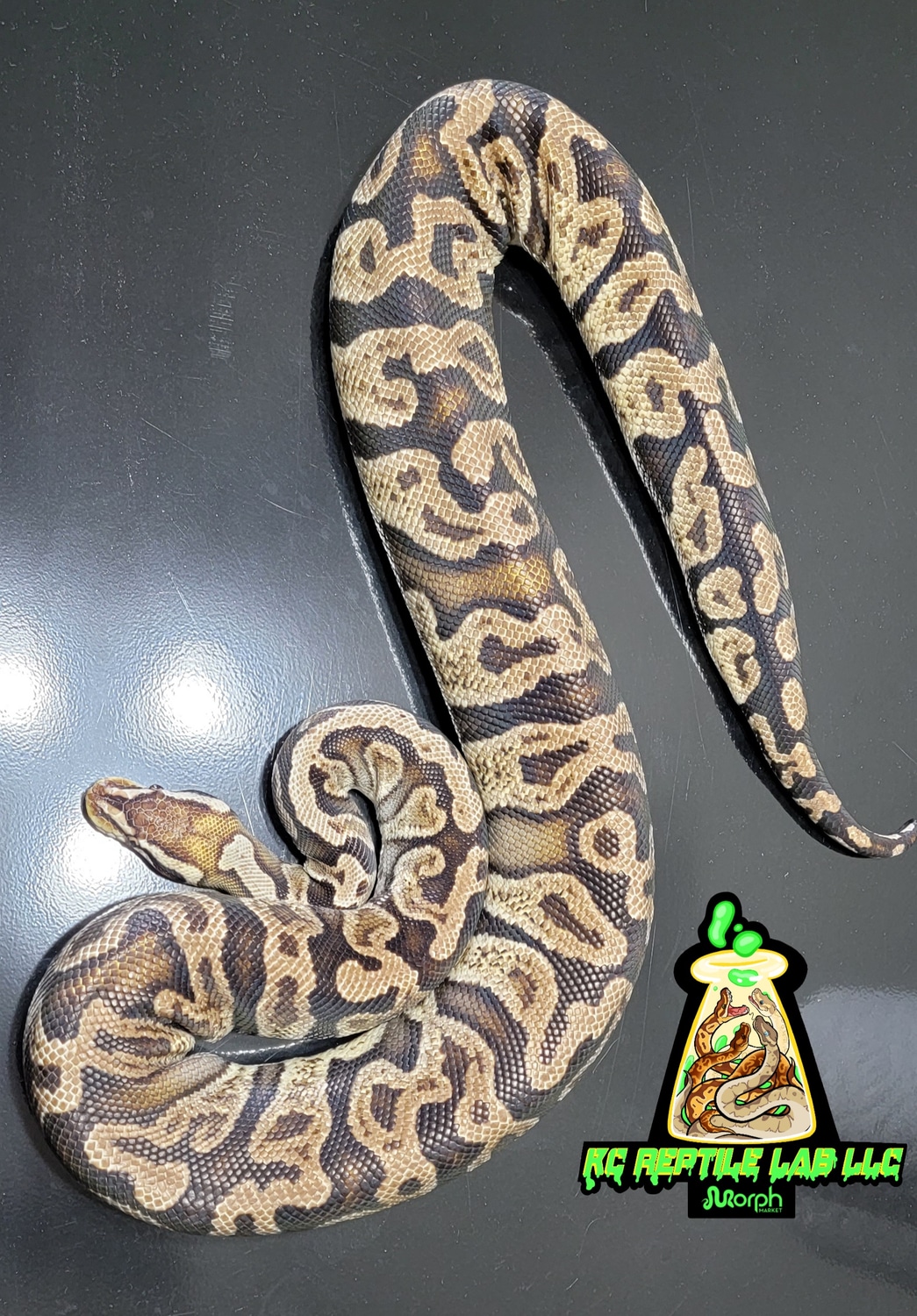 GHI Lemon Pastel Ball Python by KC Reptile Lab LLC - MorphMarket